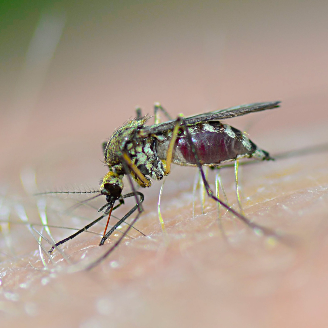 4 Ways To Keep Mosquitoes Out of Your Yard - MosquitoNix San Antonio
