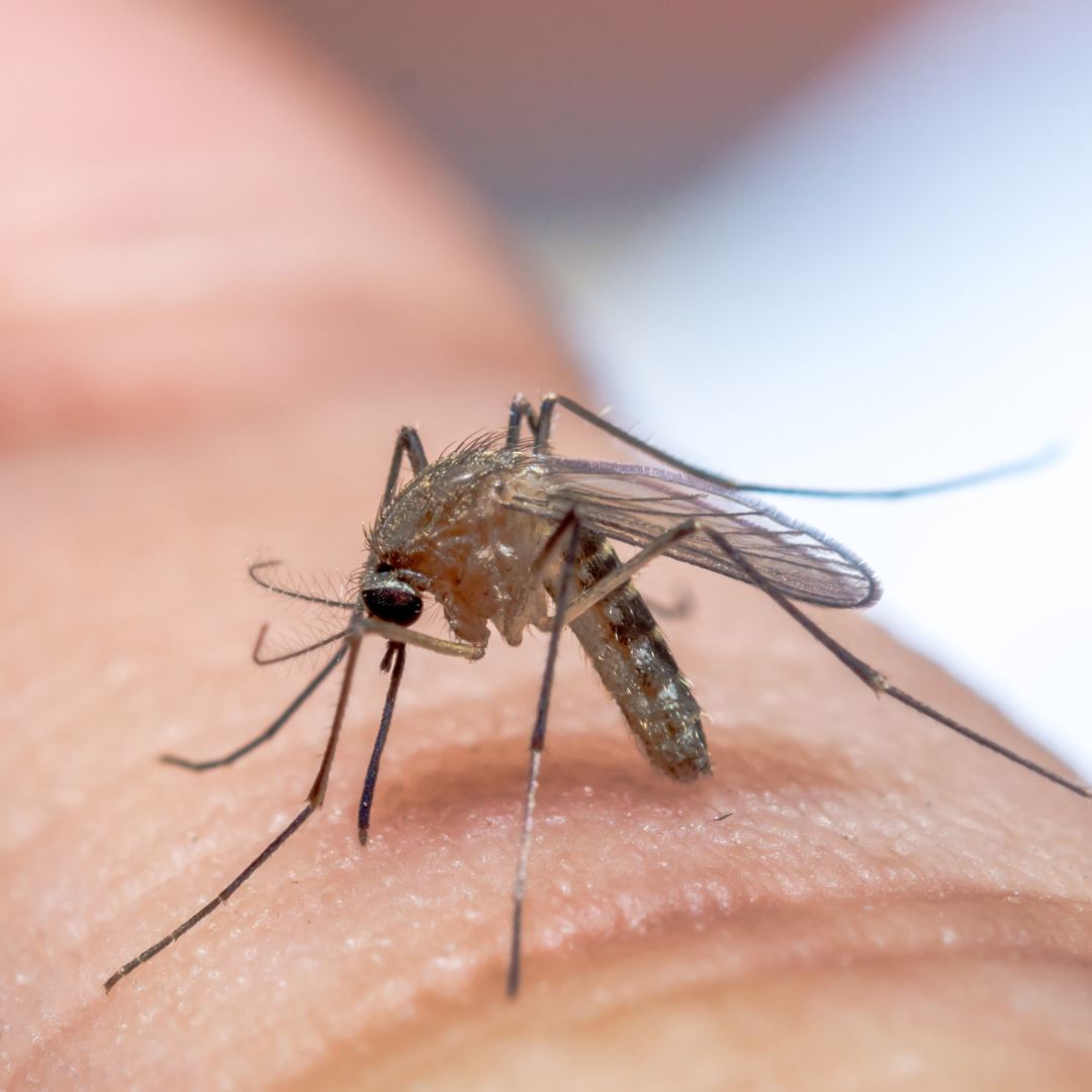 Mastering Mosquito Control: Your Guide to Mosquito Treatment Services ...