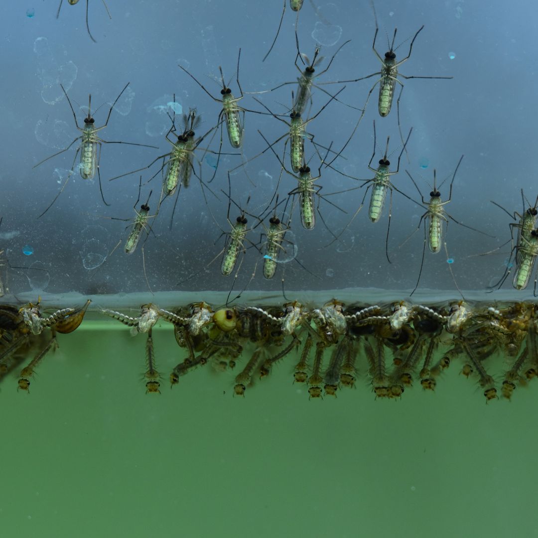 Mastering Mosquito Control: Your Guide to Mosquitonix's Top Solutions ...