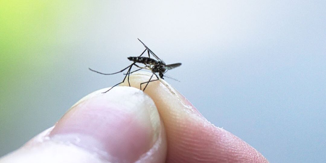 Mastering Mosquito Control: Unveiling the QuickNix Advantage by ...