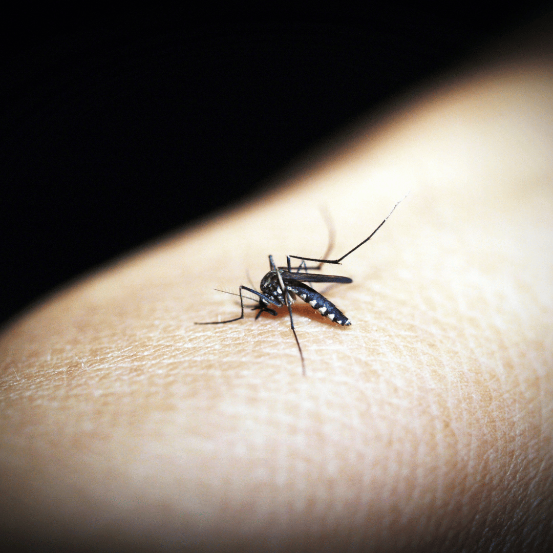 Tips and Expert Solutions for Outdoor Mosquito Control Explained ...